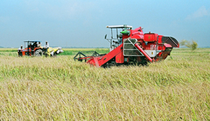 Đồng Tháp: Thí điểm bảo hiểm nông nghiệp trên cây lúa